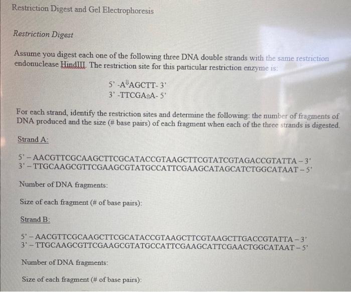 Solved Restriction Digest Assume you digest each one of the | Chegg.com