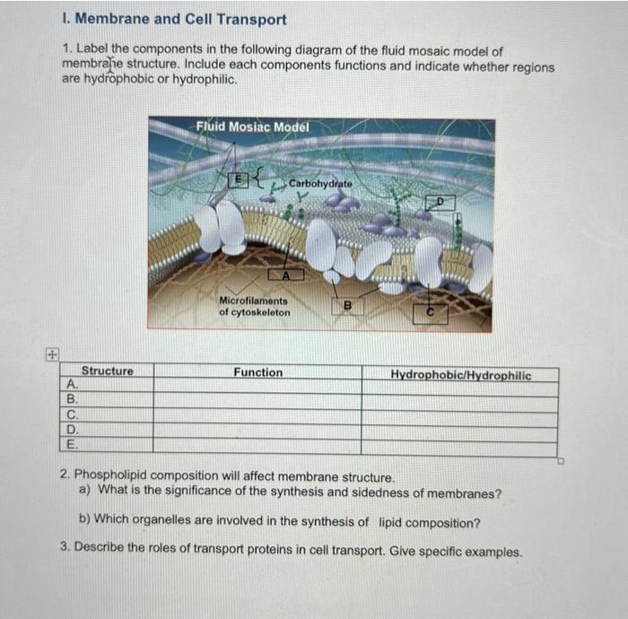 Solved 1. Membrane and Cell Transport 1. Label the | Chegg.com