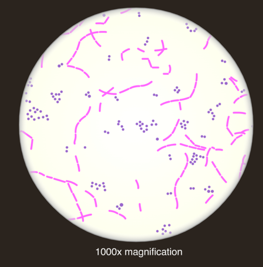 Solved describe the morphology of the bacteria in the | Chegg.com