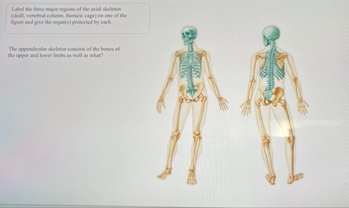 Solved Label the three major regions of the axial skeleton | Chegg.com
