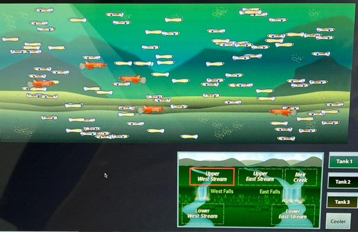 Solved the male guppies are the ones with colorful spots . | Chegg.com