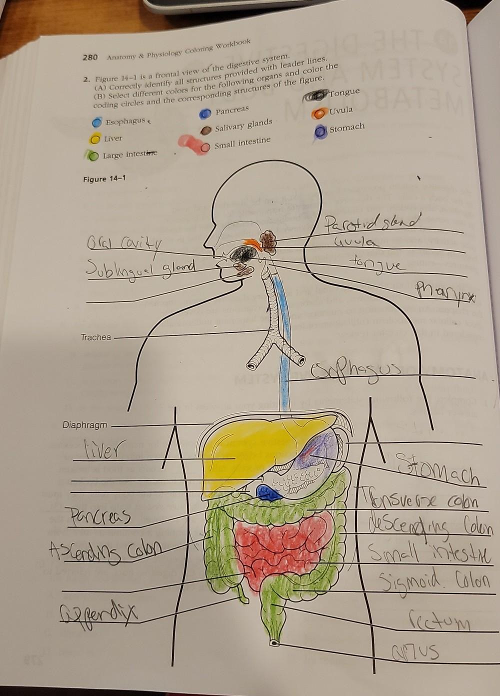 58 Anatomy And Physiology Coloring Workbook Digestive System