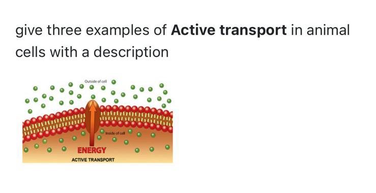 Solved give three examples of Active transport in animal | Chegg.com