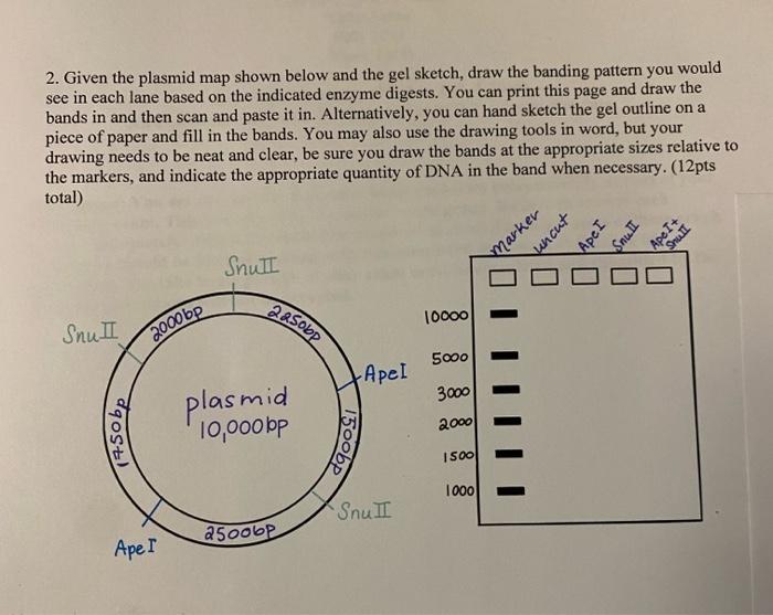 Solved 2. Given the plasmid map shown below and the gel | Chegg.com