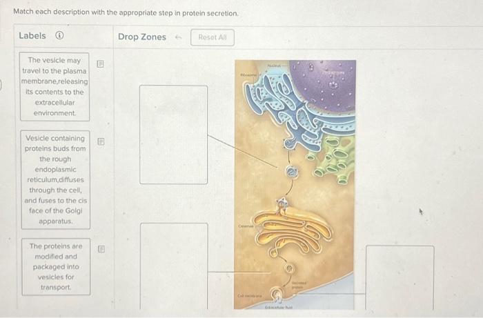 Solved Match each description with the appropriate step in | Chegg.com