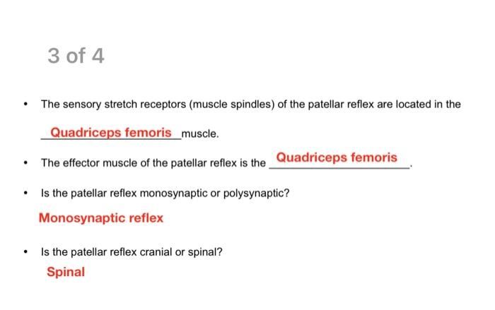 Solved 3 of 4 The sensory stretch receptors (muscle | Chegg.com