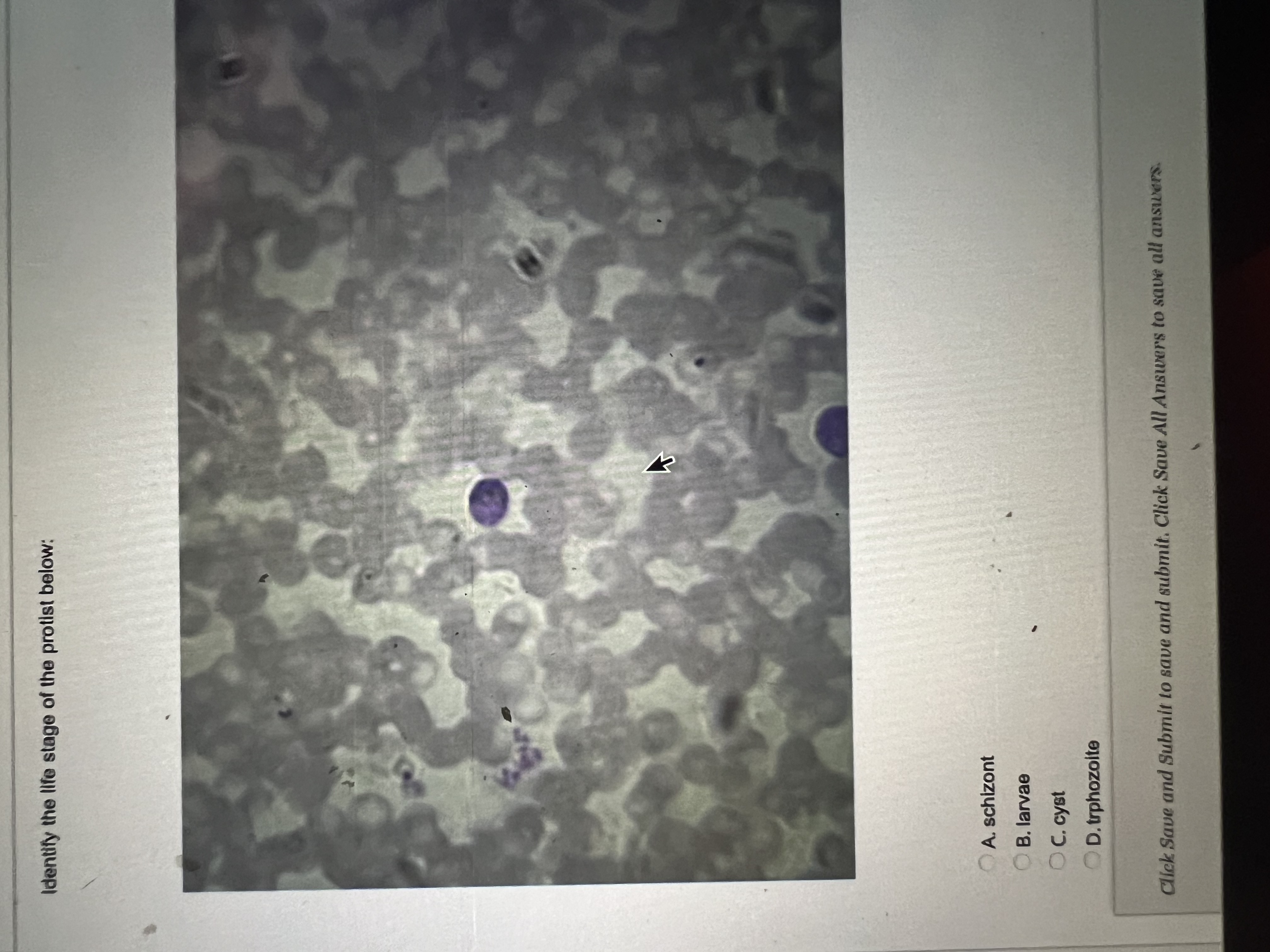 Solved Identify the life stage of the protist below | Chegg.com
