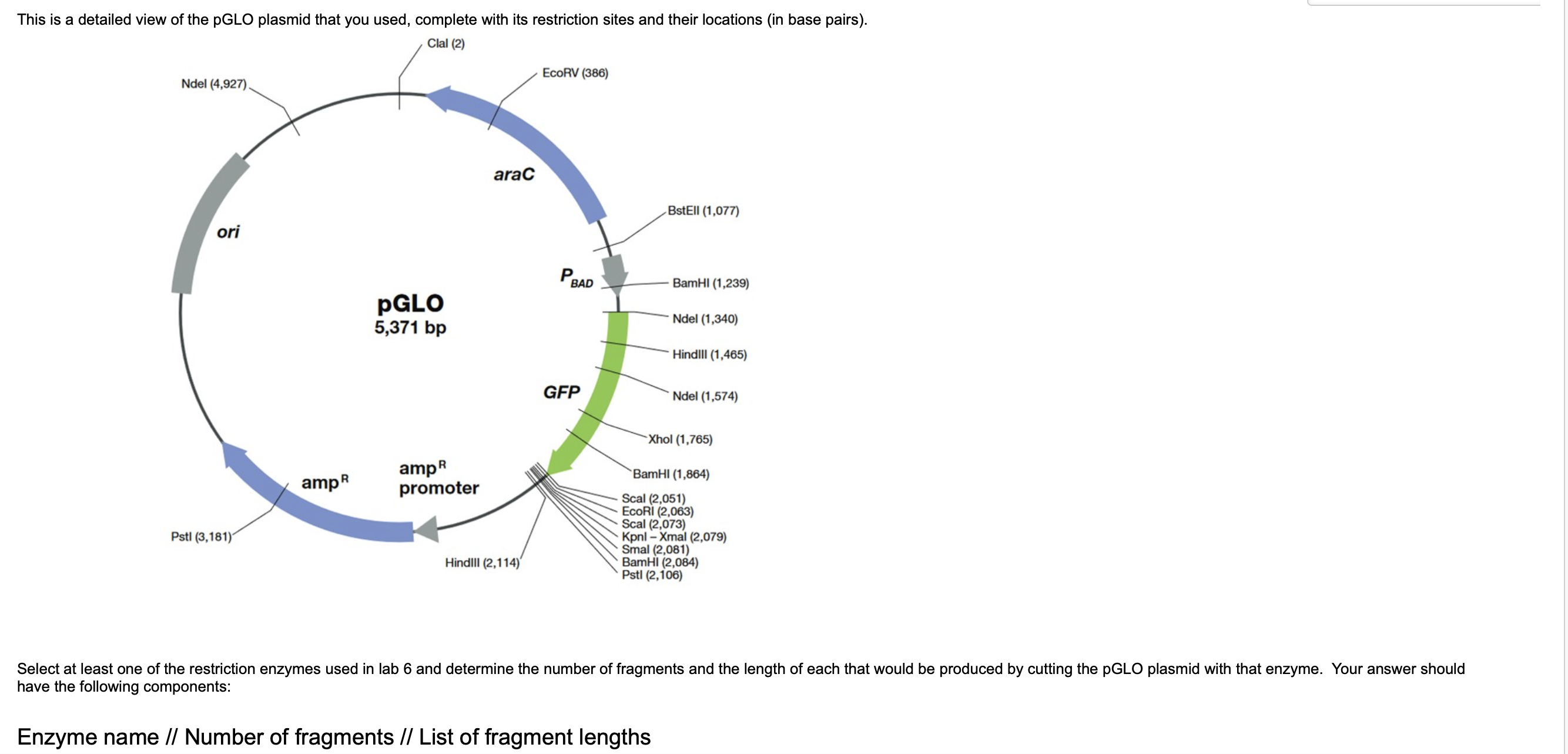 Solved This is a detailed view of the pGLO plasmid that you | Chegg.com