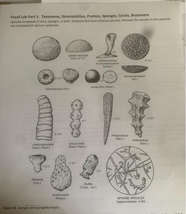 Solved ennsylv Fossil Lab Part 1: Taxonomy, Stromatolites, | Chegg.com