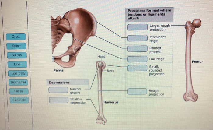 Anatomy And Physiology Archive | July 01, 2019 | Chegg.com