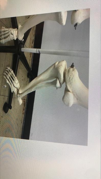 Solved label the following bones | Chegg.com