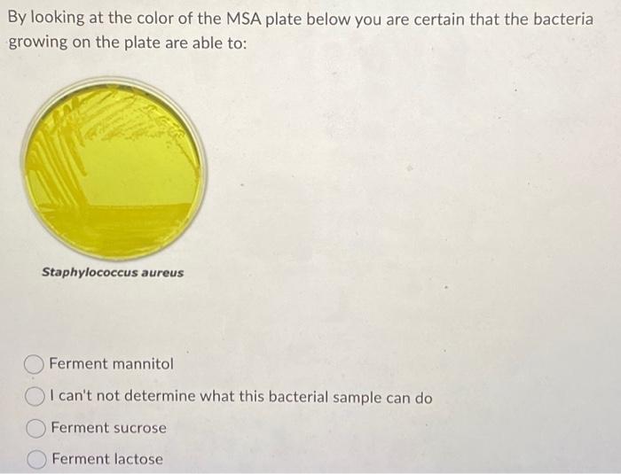 Solved By looking at the color of the MSA plate below you | Chegg.com