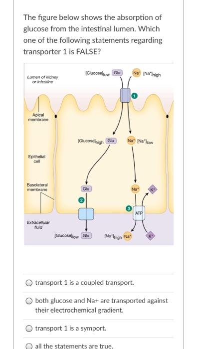 Solved The figure below shows the absorption of glucose from | Chegg.com