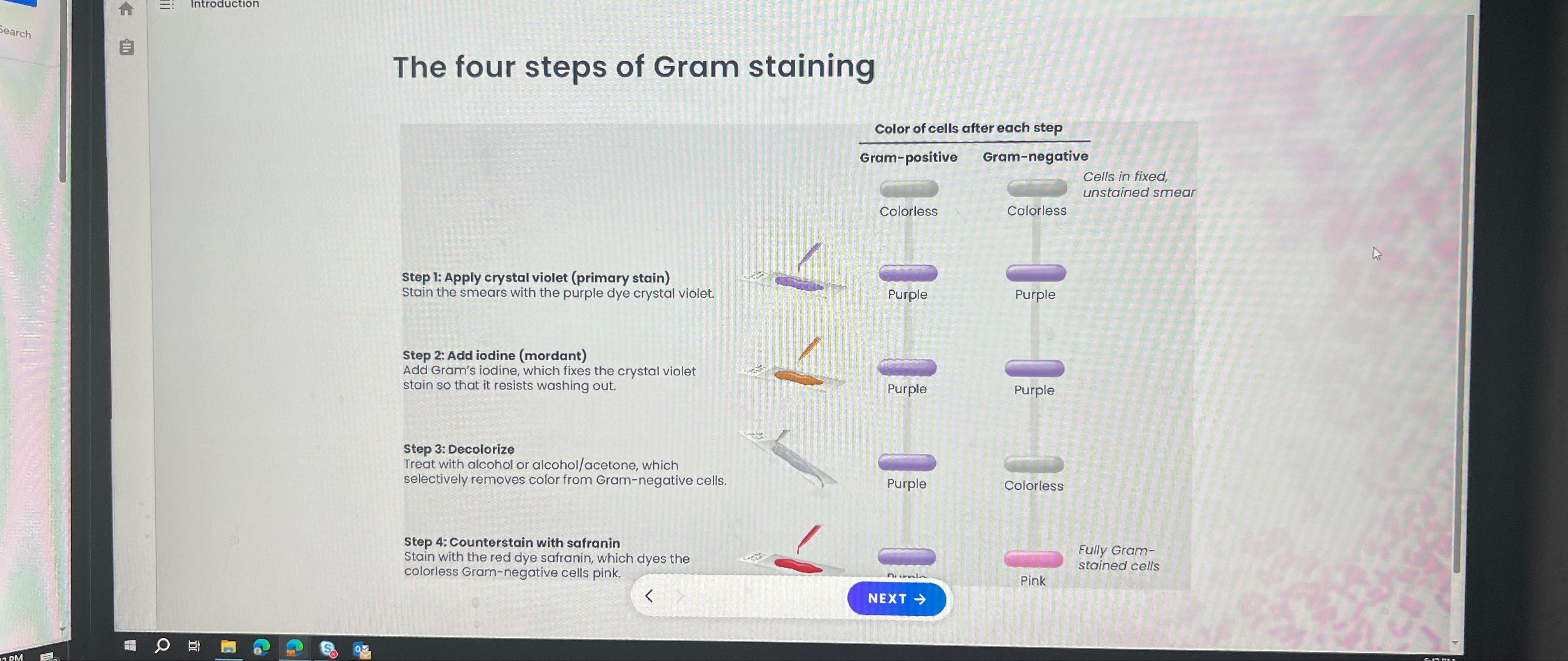 Solved The four steps of Gram stainingStep 1: Apply crystal | Chegg.com