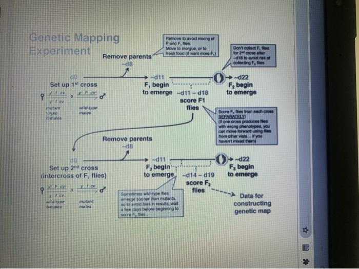 F1 WORKSHEET - GENETIC MAPPING IN DROSOPHILA Name: | Chegg.com