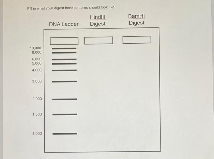 Fill in what your digest band patterns should look | Chegg.com