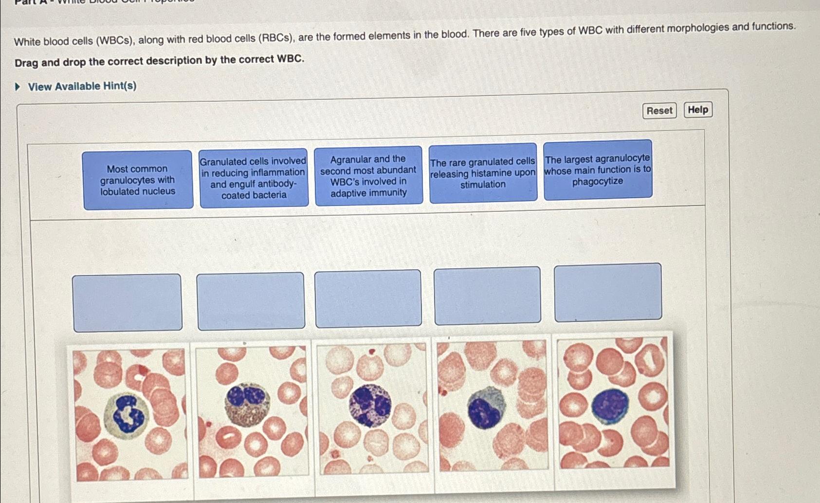 Solved White blood cells (WBCs), ﻿along with red blood cells | Chegg.com