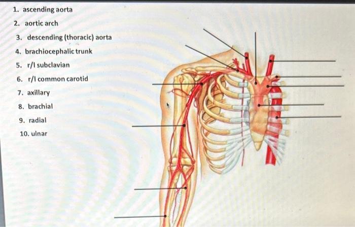 Solved 1. brachiocephalic trunk 2. common carotid 3. | Chegg.com