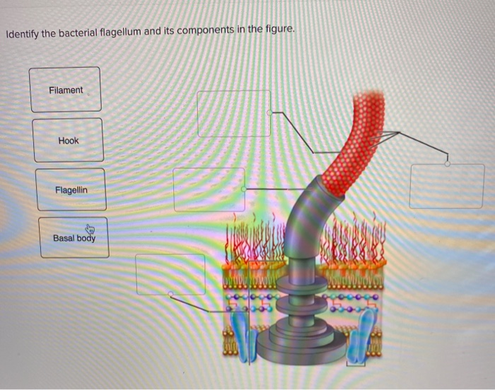 Solved Identify the bacterial flagellum and its components | Chegg.com