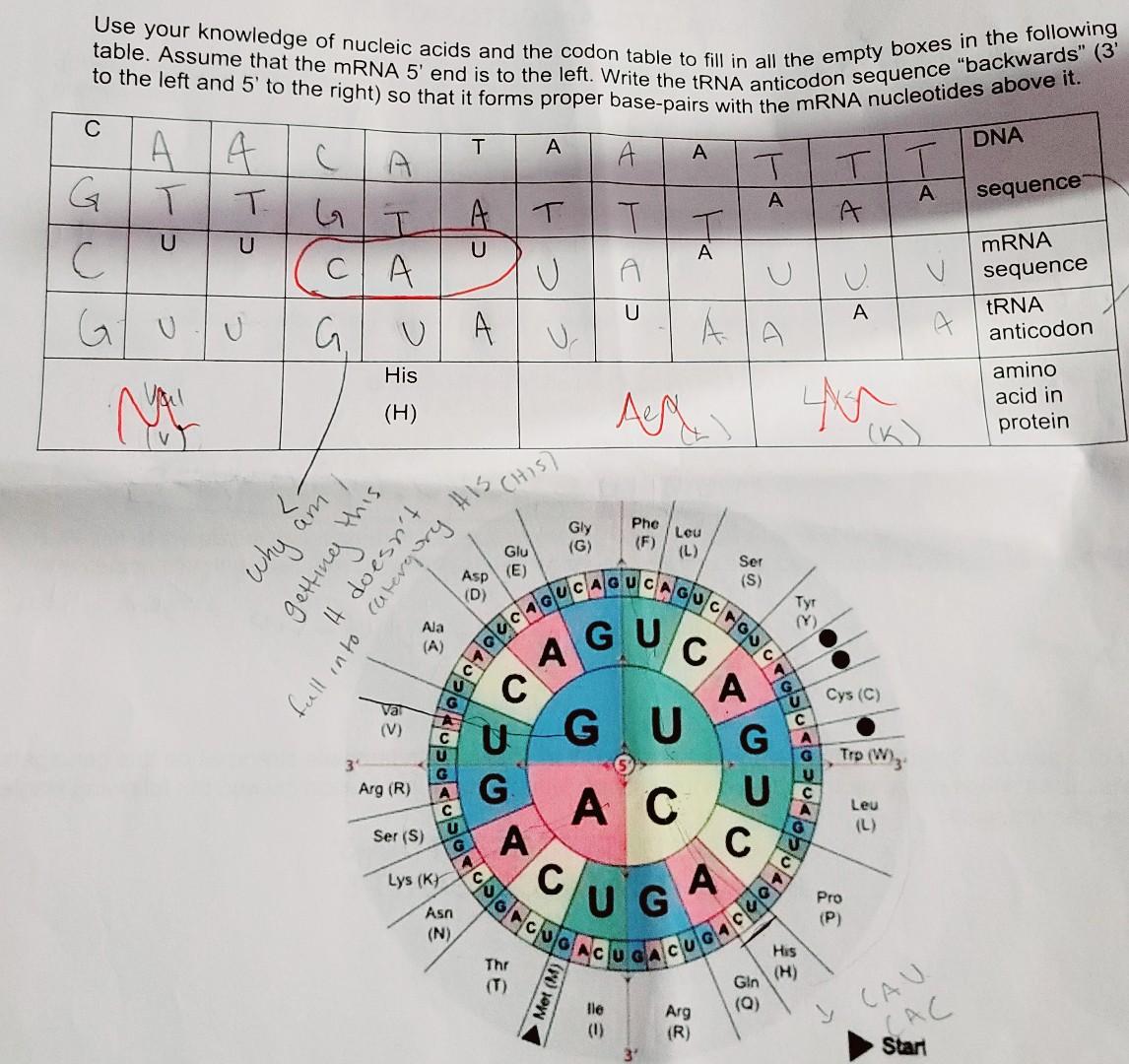 Solved Use your knowledge of nucleic acids and the codon | Chegg.com