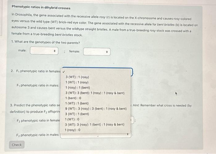 Solved Phenotypic ratios in dihybrid crosses In Drosophila, | Chegg.com