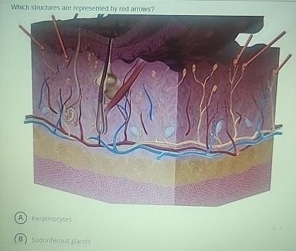 Solved Which structures are represented by red | Chegg.com