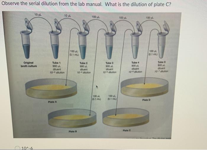 Solved Observe the serial dilution from the lab manual. What | Chegg.com