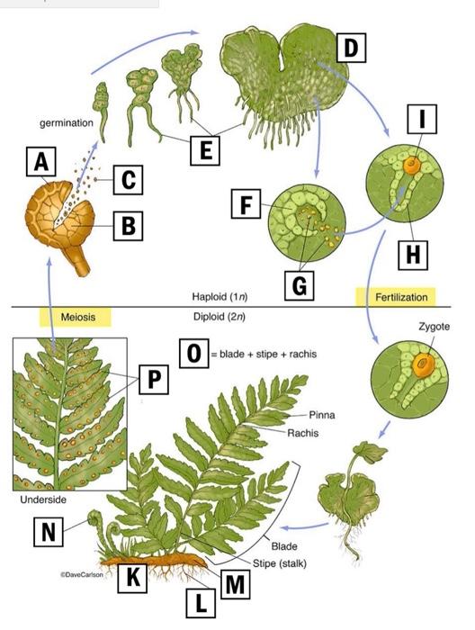 Solved Annotate the fern life cycle below by matching the | Chegg.com