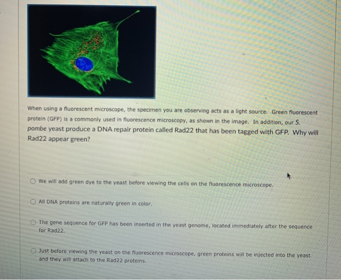 Solved When using a fluorescent microscope, the specimen you | Chegg.com