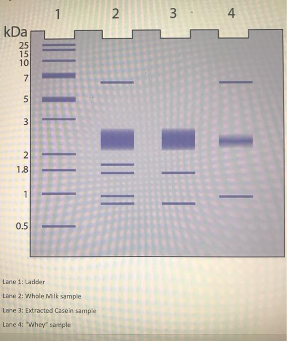 Solved 1 2 3 4. kDa 25 15 10 7 5 3 2 1.8 0.5 Lane 1: Ladder | Chegg.com