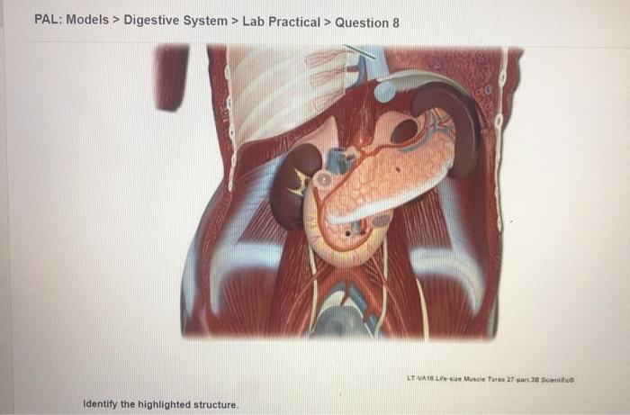 PAL: Histology > Digestive System > Lab Practical > | Chegg.com