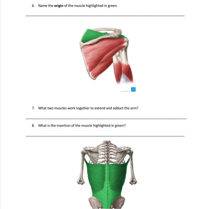 Solved 6. Name the origin of the muscle highlighted in | Chegg.com