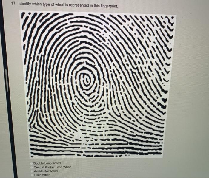 Solved 17. Identify which type of whorl is represented in | Chegg.com