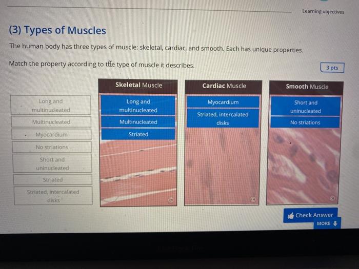 Solved Learning objectives (3) Types of Muscles The human | Chegg.com