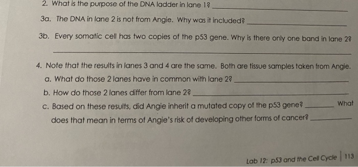 Solved 2. What is the purpose of the DNA ladder in lane 12 | Chegg.com