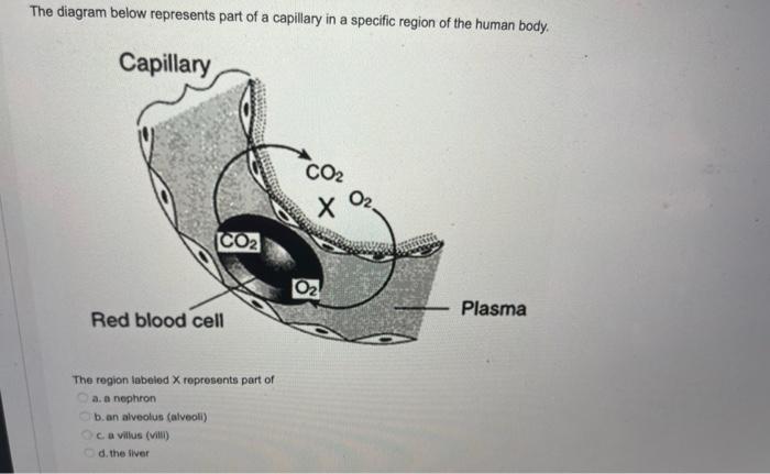 Solved The diagram below represents part of a capillary in a | Chegg.com