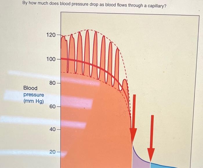 Solved By how much does blood pressure drop as blood flows | Chegg.com
