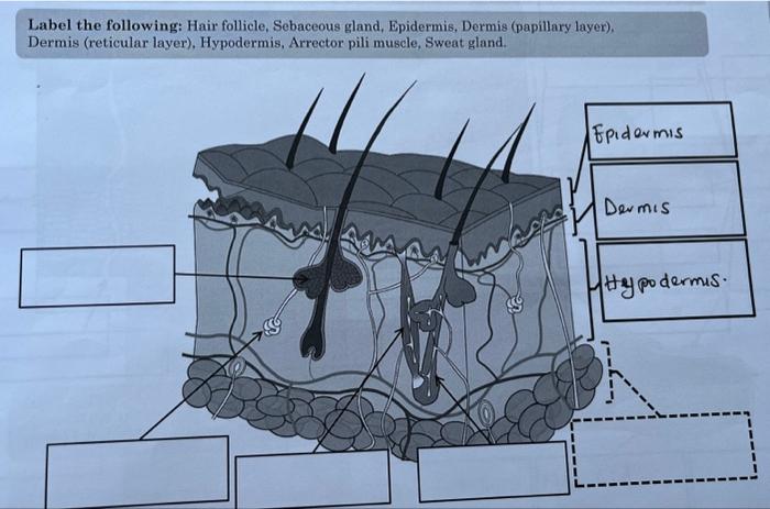 Solved Label the following: Hair follicle, Sebaceous gland, | Chegg.com