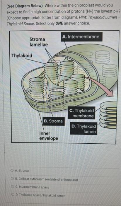 Solved (See Diagram Below) Where within the chloroplast | Chegg.com