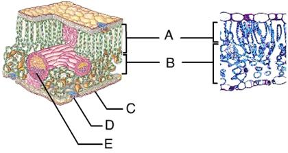 Solved The region surrounded by guard cells is indicated by | Chegg.com