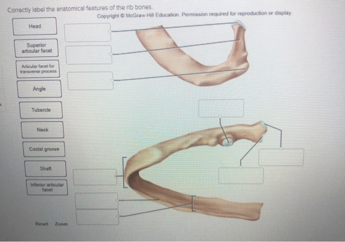 Solved Correctly Label The Anatomical Features Of The Rib Chegg