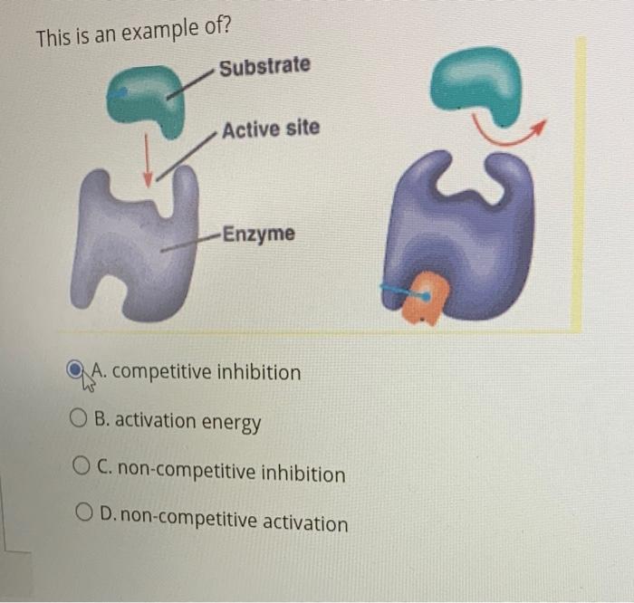 Solved This is an example of? Substrate Active site -Enzyme | Chegg.com