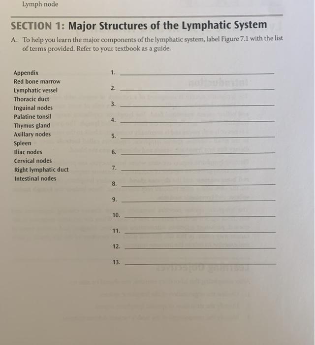 Solved Lymph node SECTION 1: Major Structures of the | Chegg.com