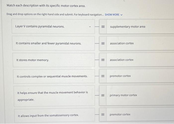 Solved Match each description with its specific motor cortex | Chegg.com