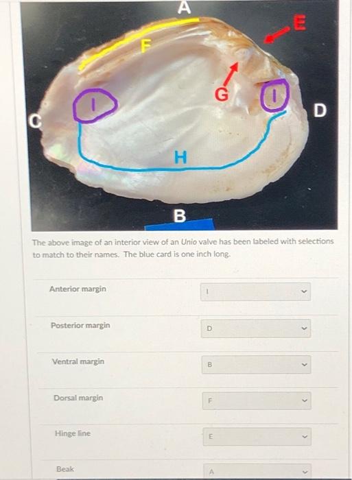 Solved The above image of an interior view of an Unio valve | Chegg.com