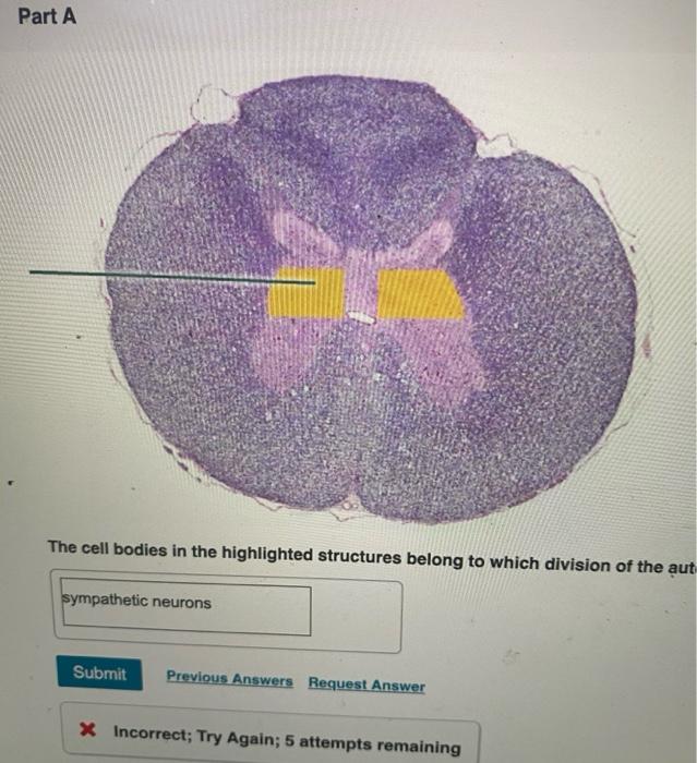 Solved PAL: Histology > Nervous Tissue > Lab Practical > | Chegg.com