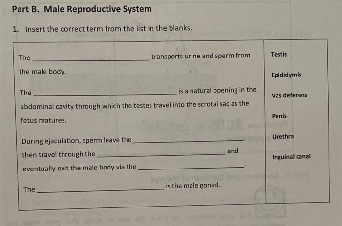 Solved Part B. Male Reproductive System 1. Insert the | Chegg.com