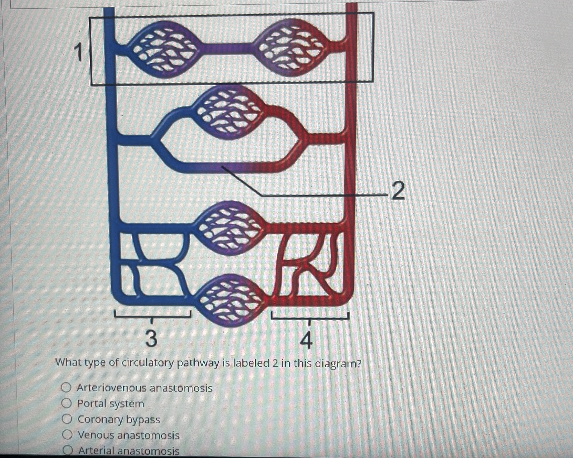 Solved What type of circulatory pathway is labeled 2 ﻿in | Chegg.com