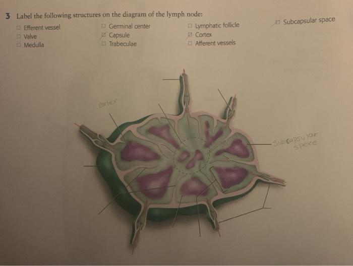 Solved E1 Subcapsular space 3 Label the following structures | Chegg.com
