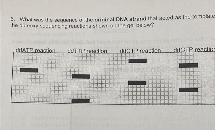 Solved 6. What was the sequence of the original DNA strand | Chegg.com